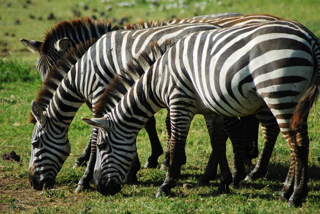 6 days Ngorongoro – Climb Lengai | Kuwa Huru Adventures Tanzania