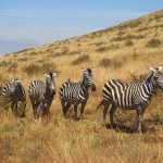 Kuwa Huru Adventures Tanzania | Great adventure begins here